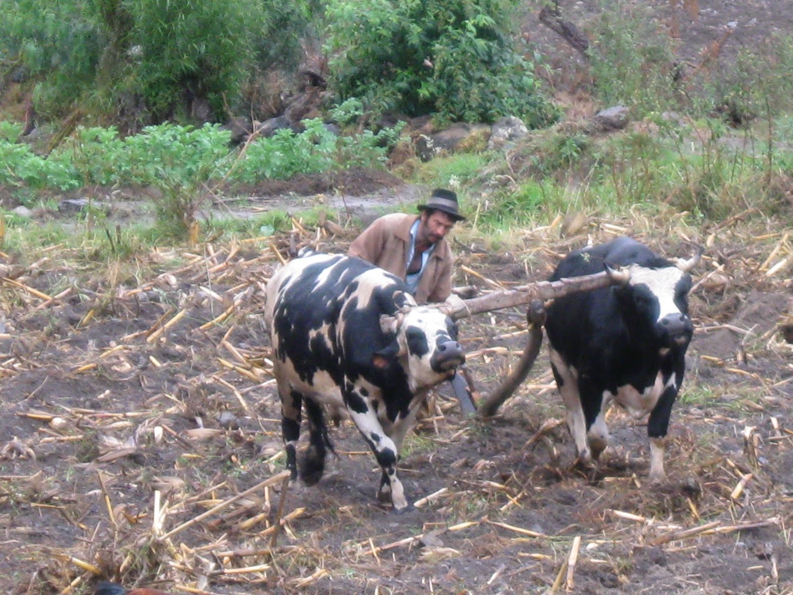 COMUNIDADES CAMPESINAS DEL PERU: DÍA DEL CAMPESINO