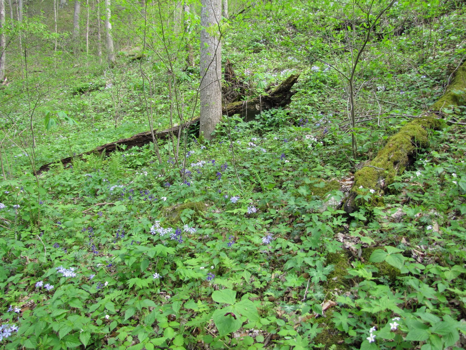 Appalachian Heartbeat: Springtime in the Beautiful Knobs of Kentucky