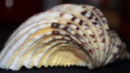 colectia de scoici: Colectia de SCOICI MARINE