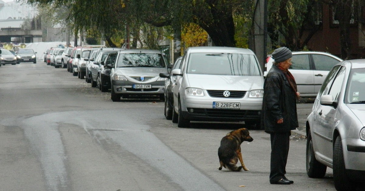LA MULTI ANI, ROMANIA!: Caine vagabond pe strada Samuil Vulcan