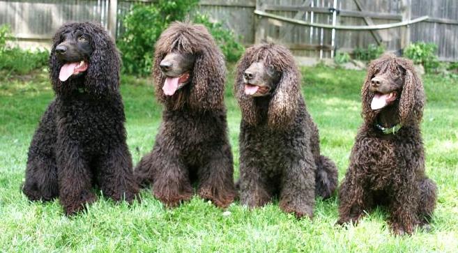 About Dog Irish Water Spaniel