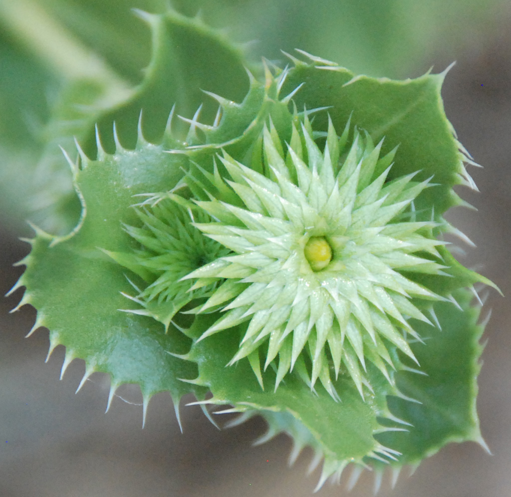 Gaia Garden: A Golden Bed for Pollinators