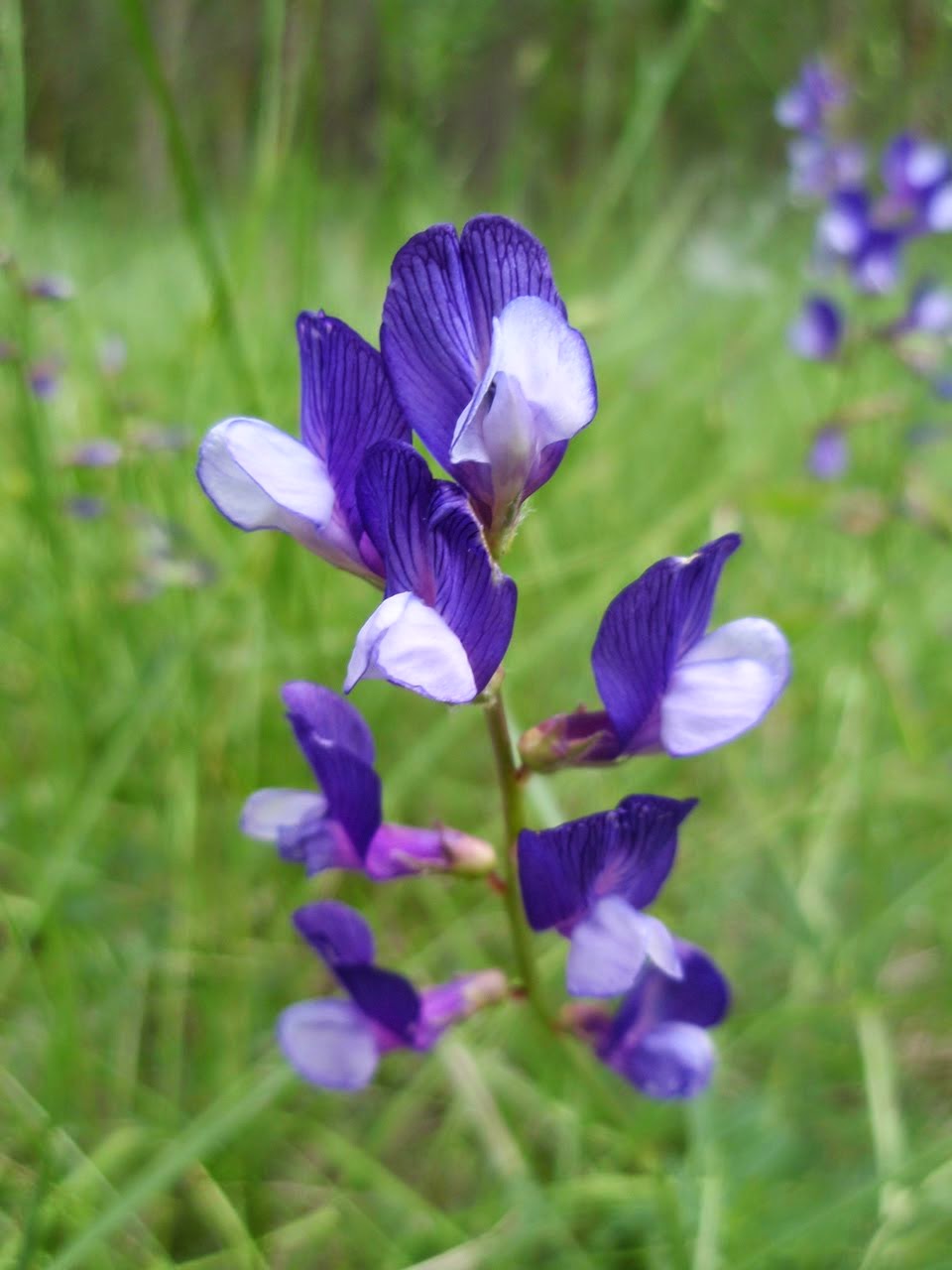 solitary dog sculptor: Botany - Botanica: Vicia - sp. Various - sp ...