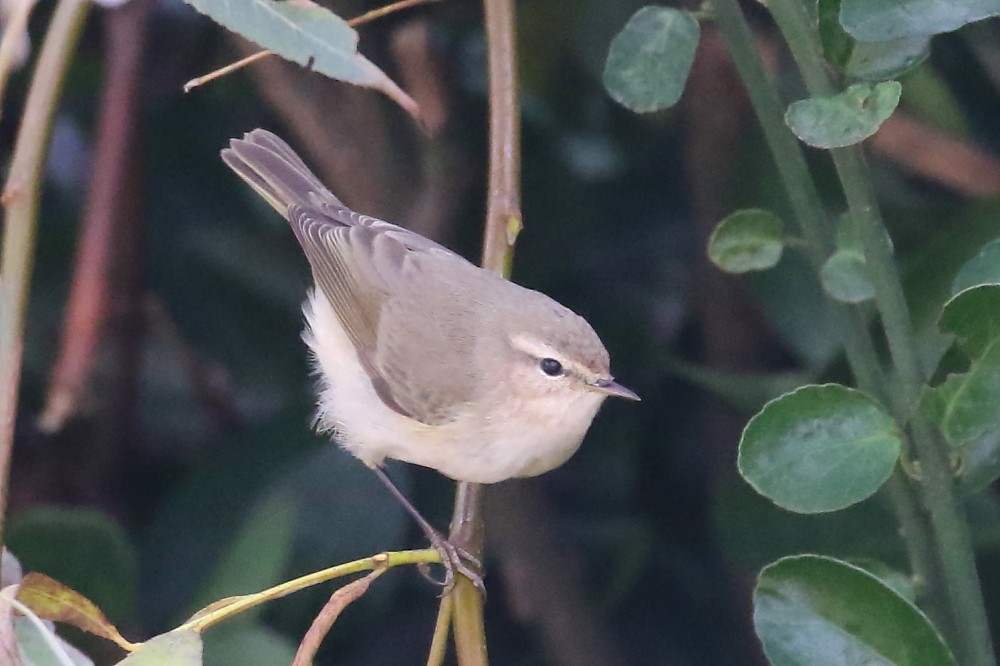 Peter Moore's Wildlife Blog: 50 shades of beige