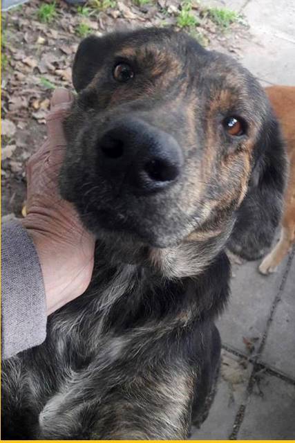 Adoptándonos: Foxy, adorable perro de pelaje color carey en adopción ...