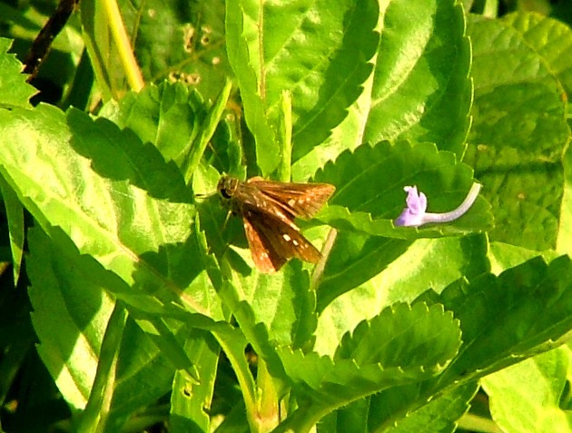 Roshographs: Birds of Sri Lanka Attidiya Marsh
