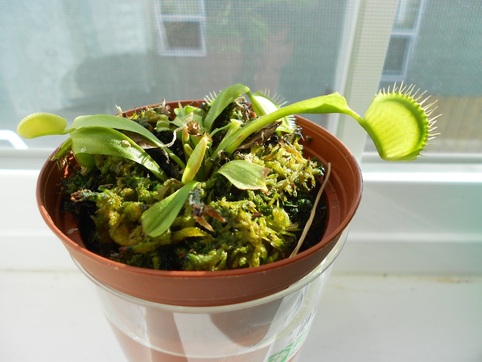 Almost Unschoolers: Venus Fly Trap Puppet Craft - Revamp