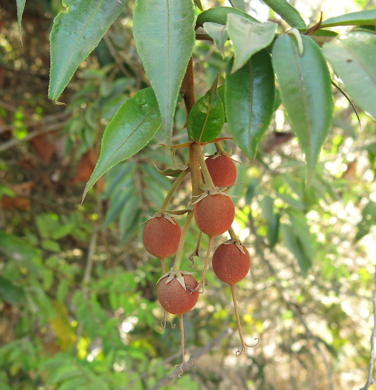 Birdernaturalist: Rio Azul Jungle Lodge – My First Visit