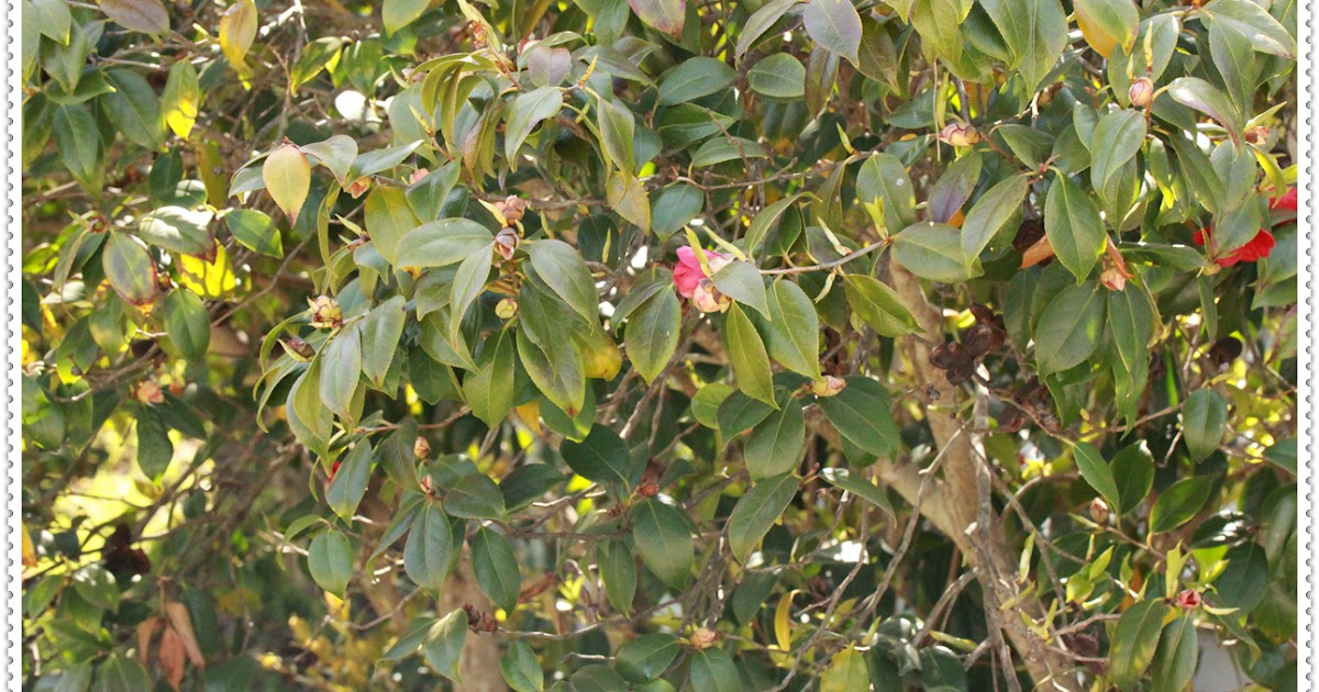 The Scriptures: Mark-06-53