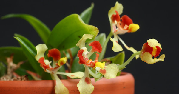 Oncidium coloratum care and culture | Travaldo's blog