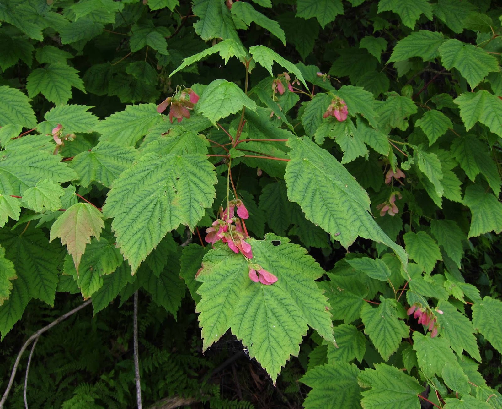 Saratoga woods and waterways: On the Hunt for the Missing Plants