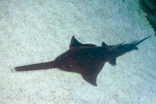 Artes de Pesca: VAMOS A PESCAR PEZ SIERRA