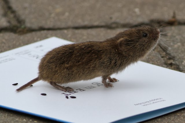 Peter Moore's Wildlife Blog: One that got away