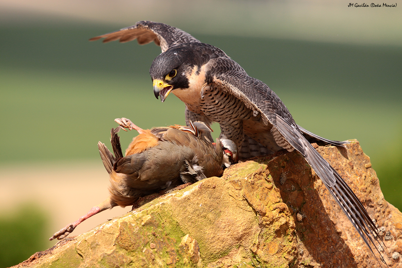Fotografía de Naturaleza - JM Gavilán: El Halcón peregrino, Falco ...