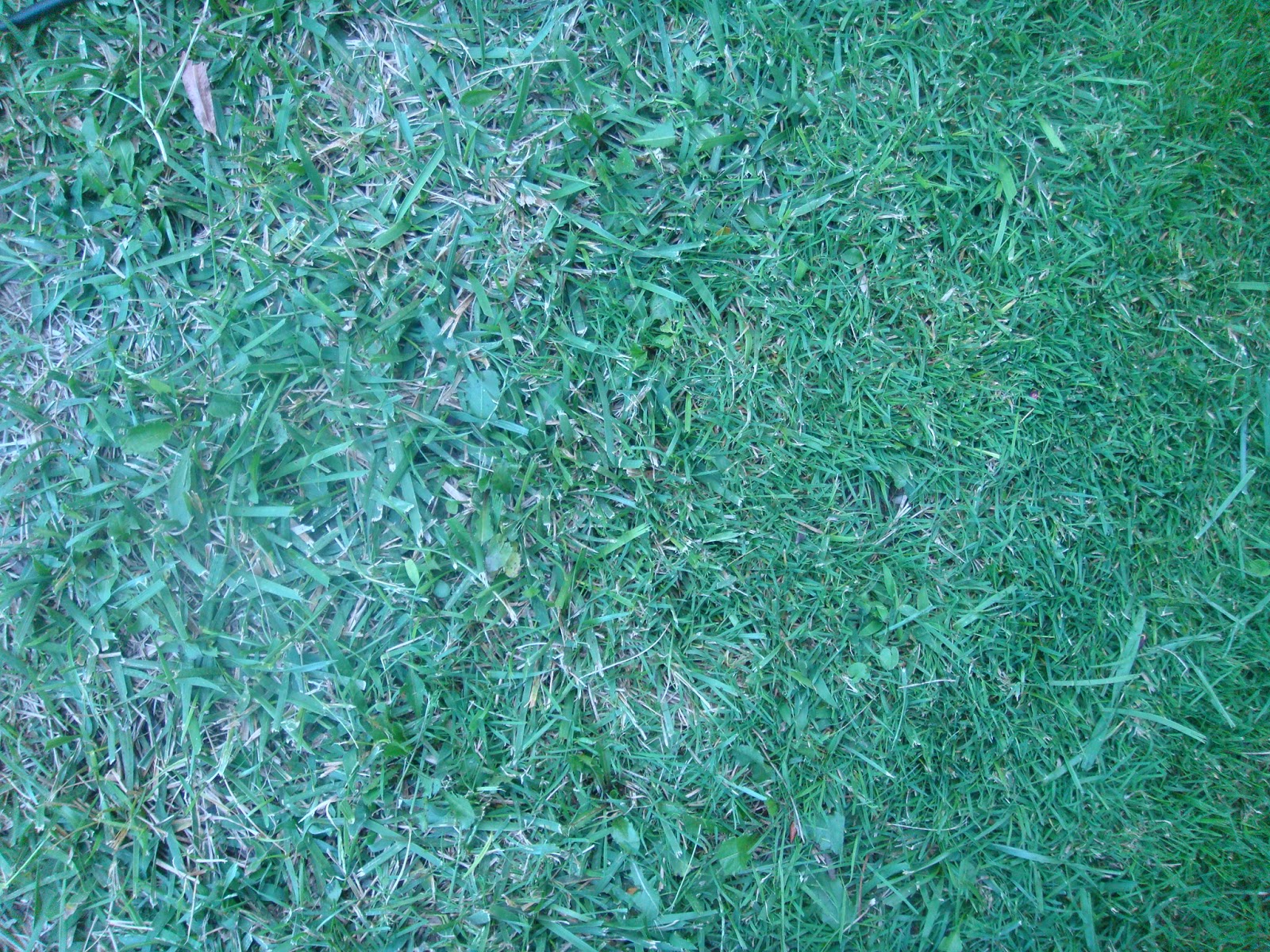 Jardinería Pampeana: IMPLANTACIÓN DE CÉSPED SOBRE GRAMILLA.