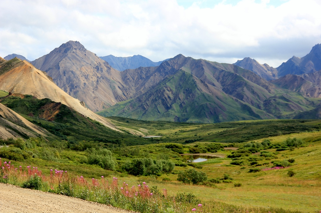 Joy of Discovery: Toklat, Denali National Park