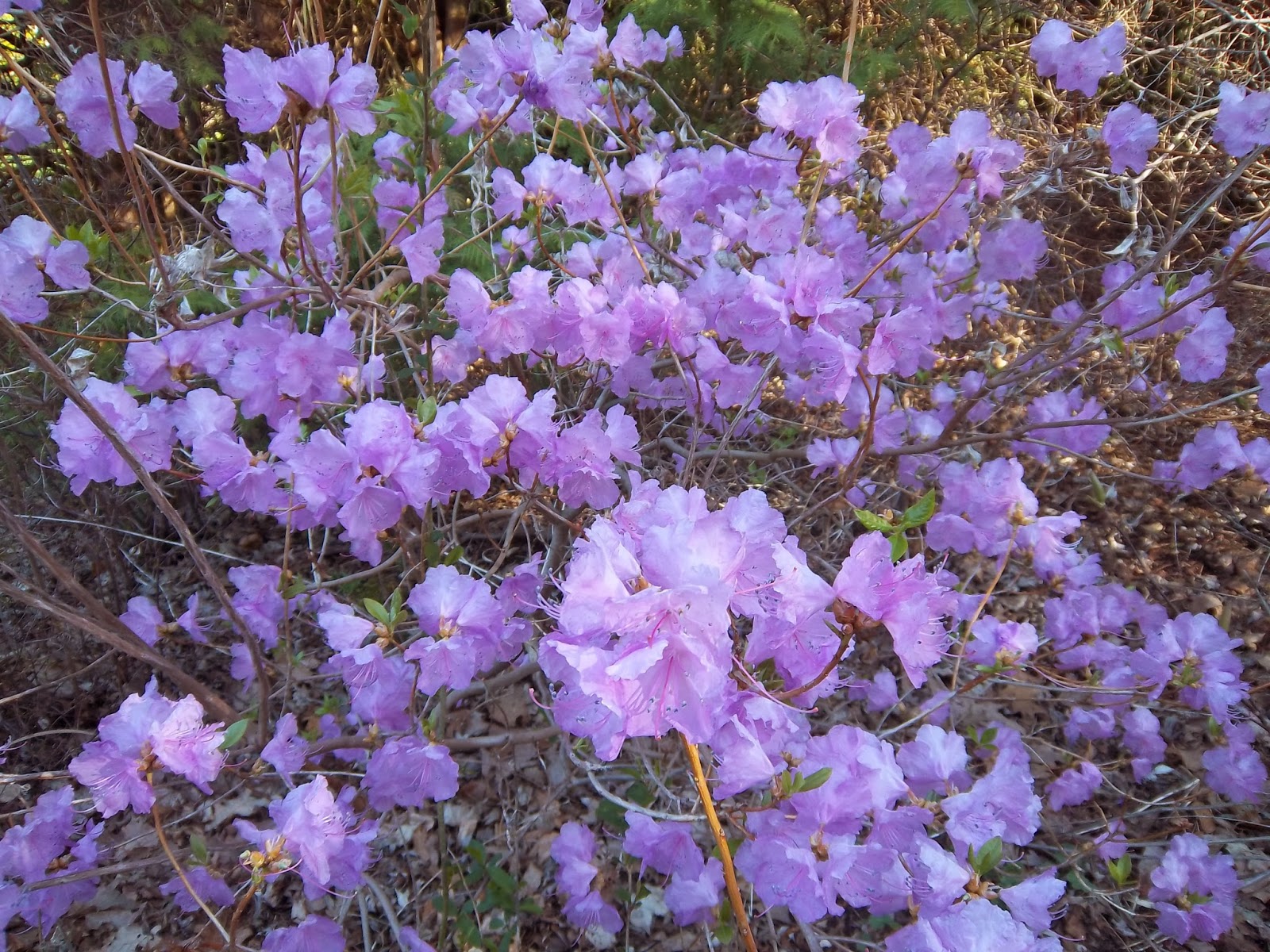 Reforestation and the Medicinal Uses of Trees -Liliana Usvat Research ...