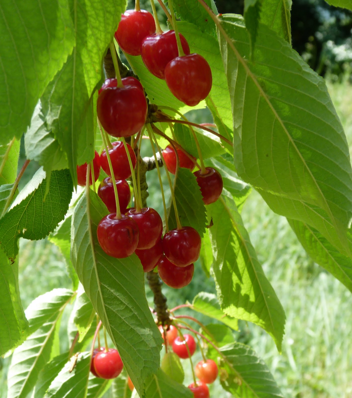 Deborah Lawrenson: Wild cherries