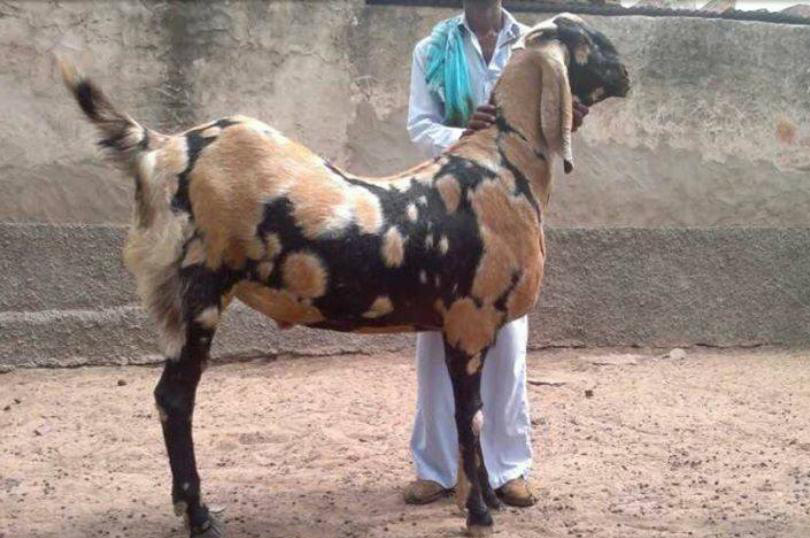 Buck for Bakra Eid (Bakri Id) Qurbani 2016 ~ Buy Goats or Buck for ...