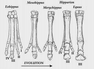 Rice County 4-H Equine Knowledge: Origin of the Horse