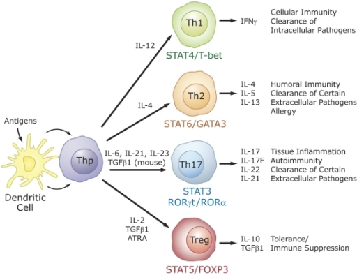 ぱそろじすと・あっと・ざ・らぼ: かんたん赤ちゃんレベルの免疫のお話 その2