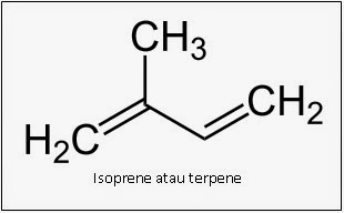Prosedur Laboratorium: Terpenoid atau Isoprenoid