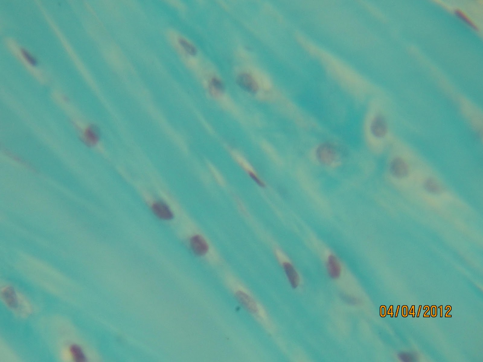 Atlas de Histologia: tecido cartilaginoso