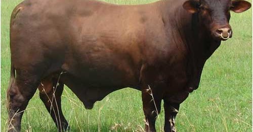 4 Jenis Sapi Hasil Persilangan Yang Bagus Untuk Penggemukan - Fahmy Zone