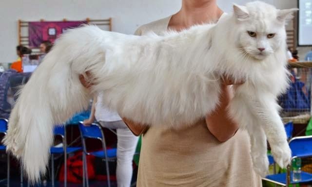 Kot maine coon: Wielkość maine coona