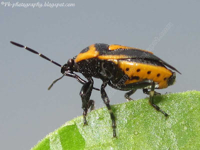 Two Spotted Stink Bug | Nature, Cultural, and Travel Photography Blog