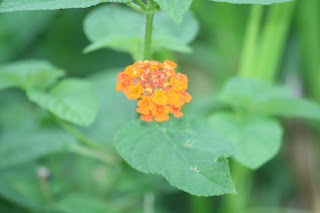 seputar tumbuhan dan alam: bunga tembelek tahi ayam