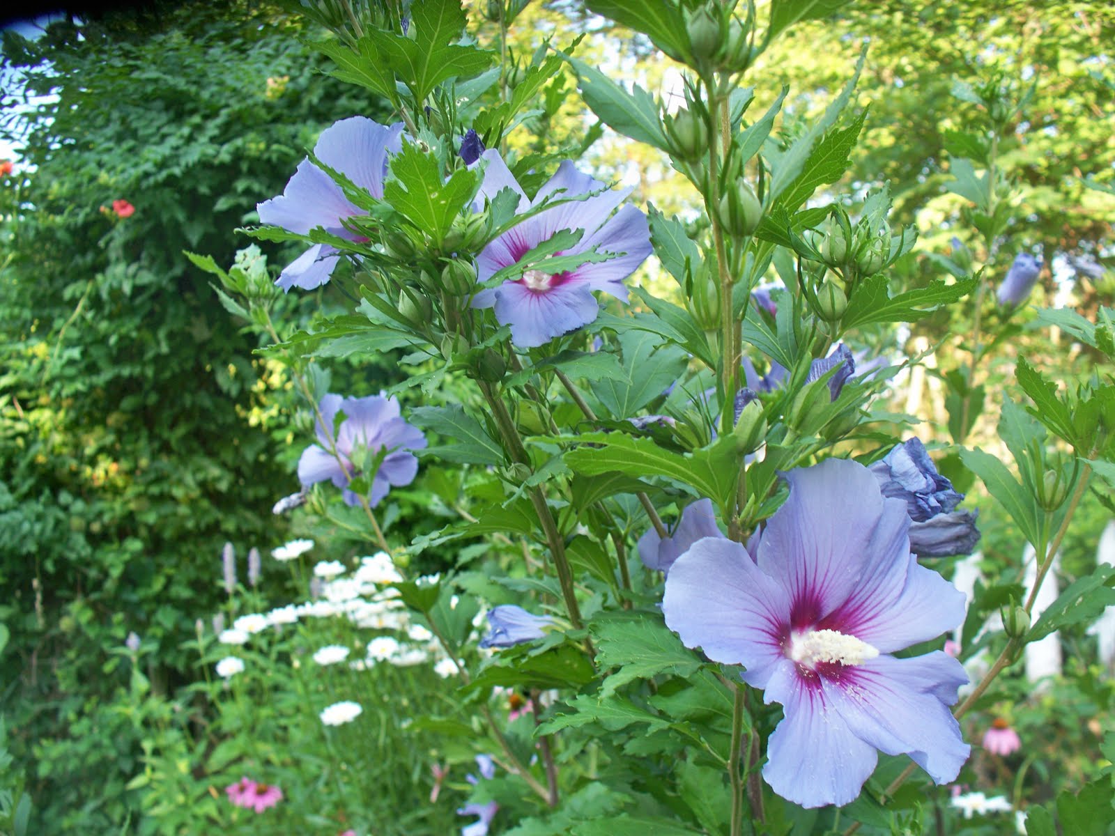 Garden Beauty: Althaea, Hibiscus or Rose of Sharon