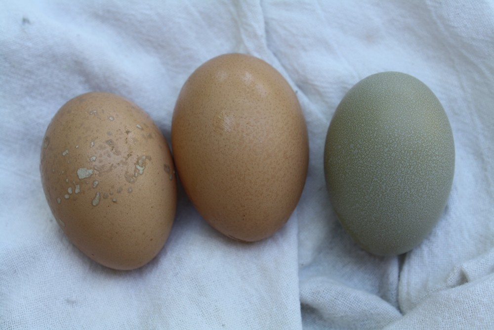 The Edible Garden: Egg Shell Color Genetics