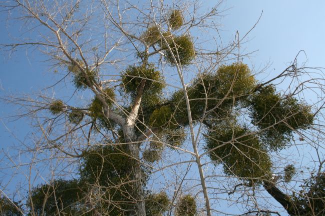 Tajomstvá stromov: Nevítaní návštevníci