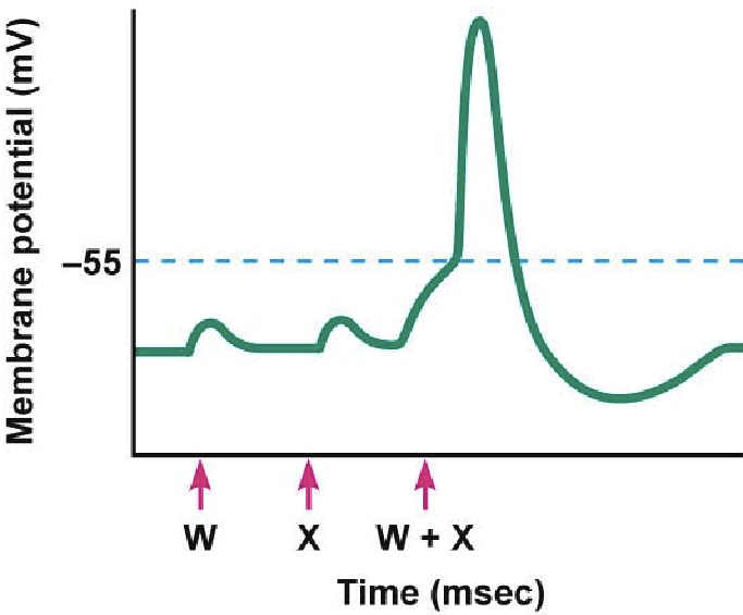 Ermitage TPE 1S1: C. La Synapse