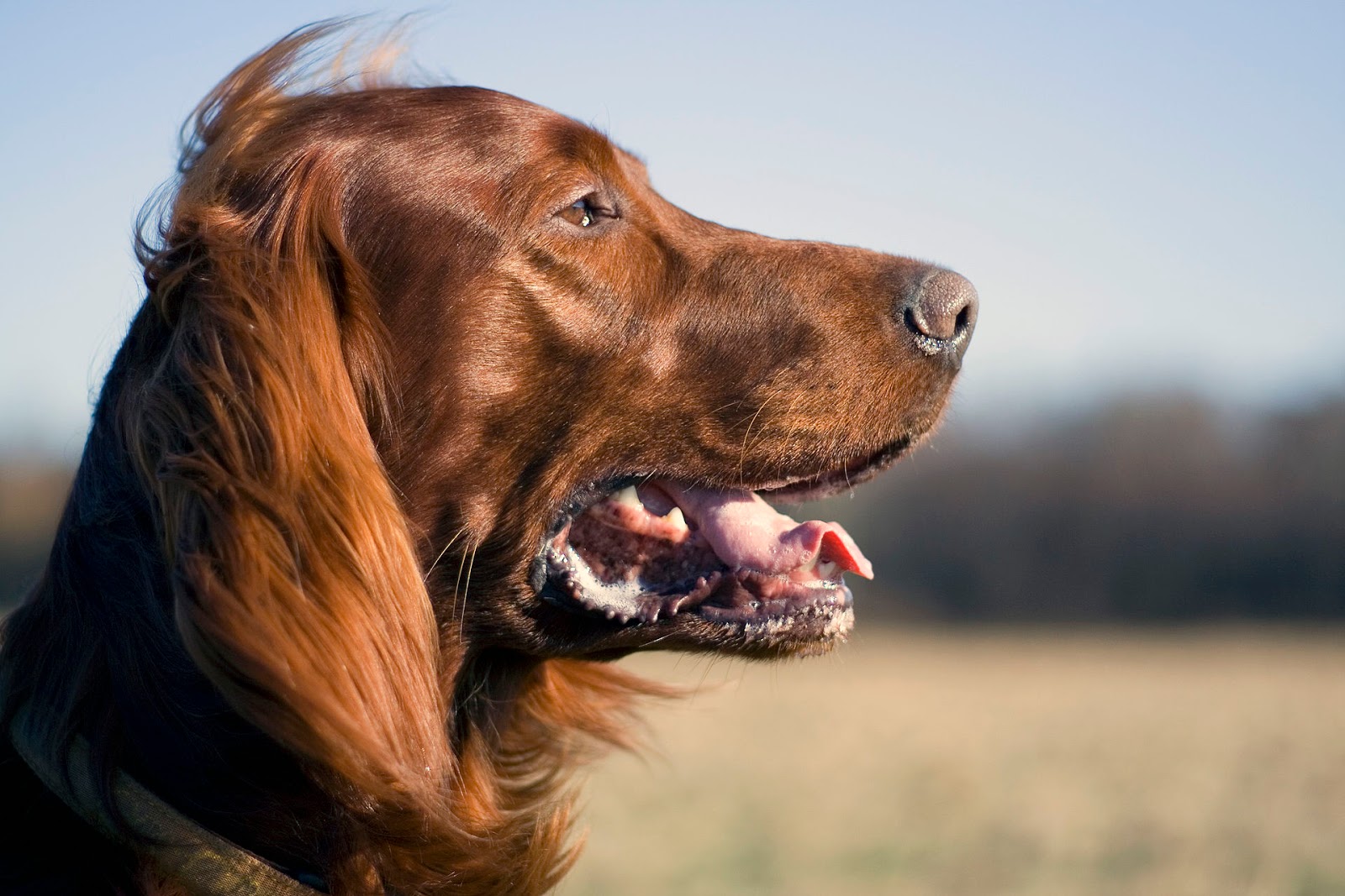 80 Original Female Irish Setter Names