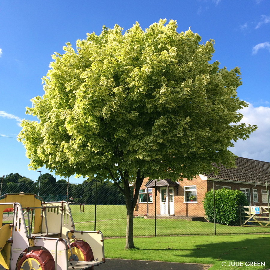 Patterns and Tones: Variegated Norway Maple