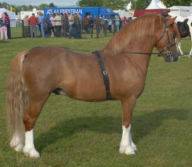 Welsh Cob Shop: Stallions At Stud