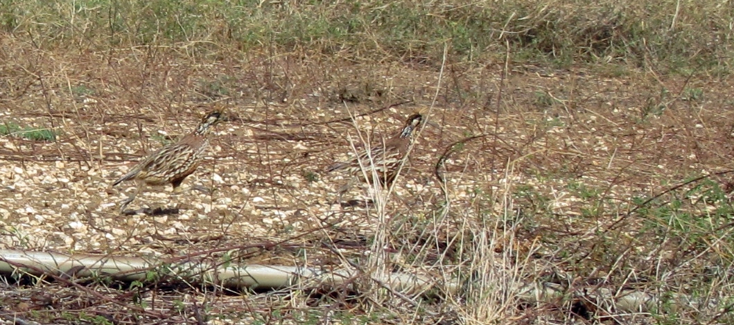 Hiking Curaçao - Flora and Fauna: Sloké - Quail - Kwartel