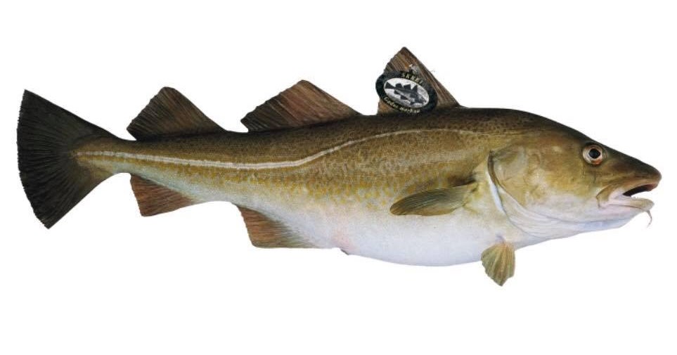 Dyra på gården....: Se torsken, se torsken, se torsken...en fin og feit ...