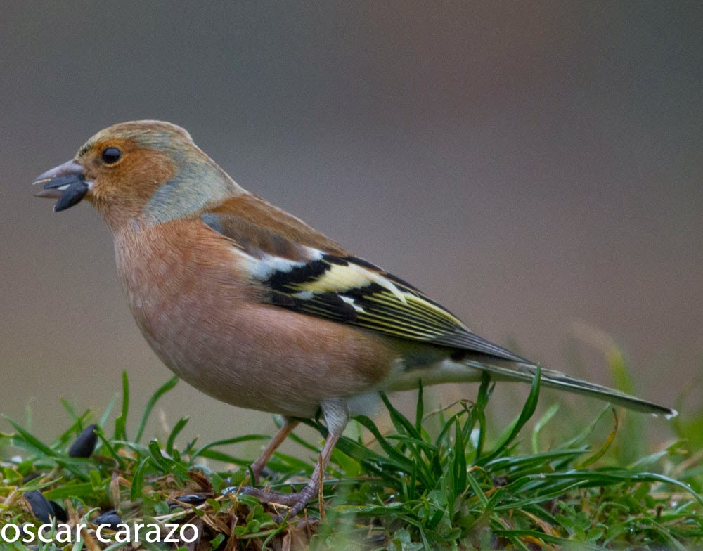 AVESANTURTZI: BUENOS PAJAROS: ZORIONAK