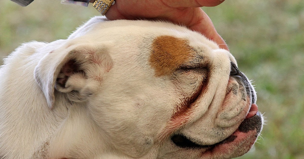 Are Bulldogs Bite Weak