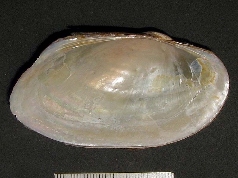 Biology of Animals: Lamellidens sp. (sea shell)