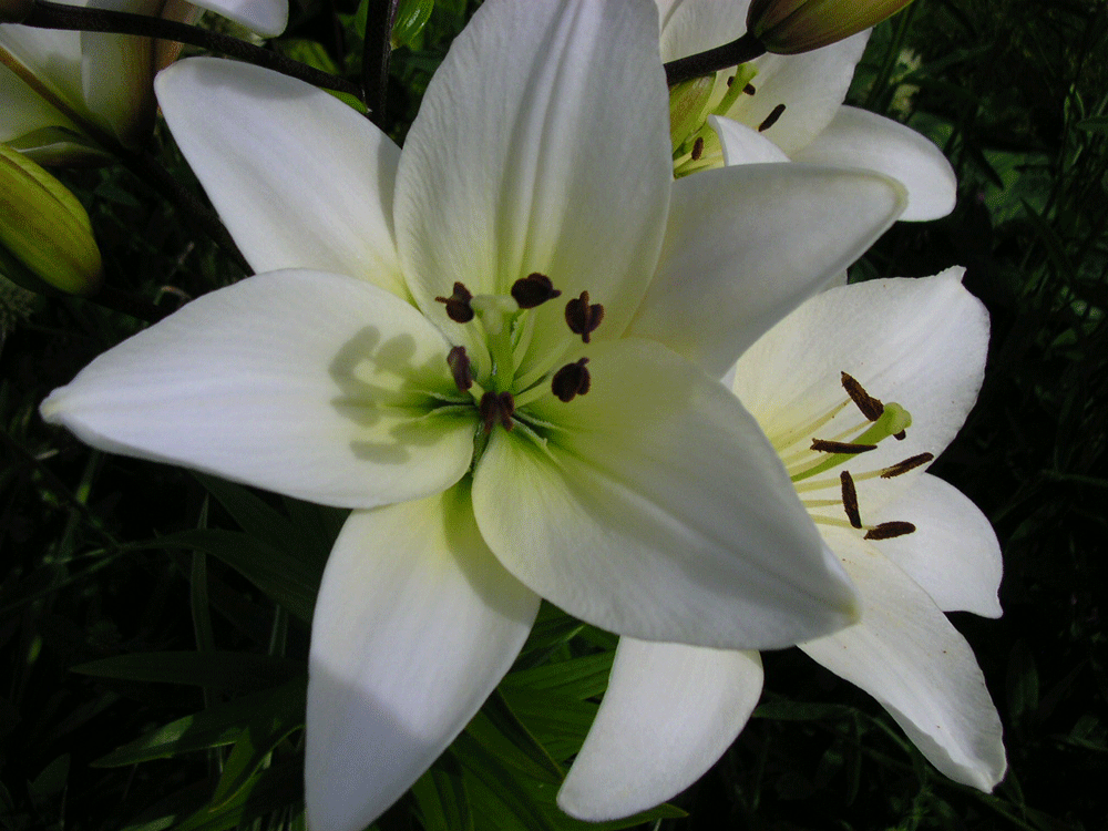 My rented garden: Min spindel daglilja….