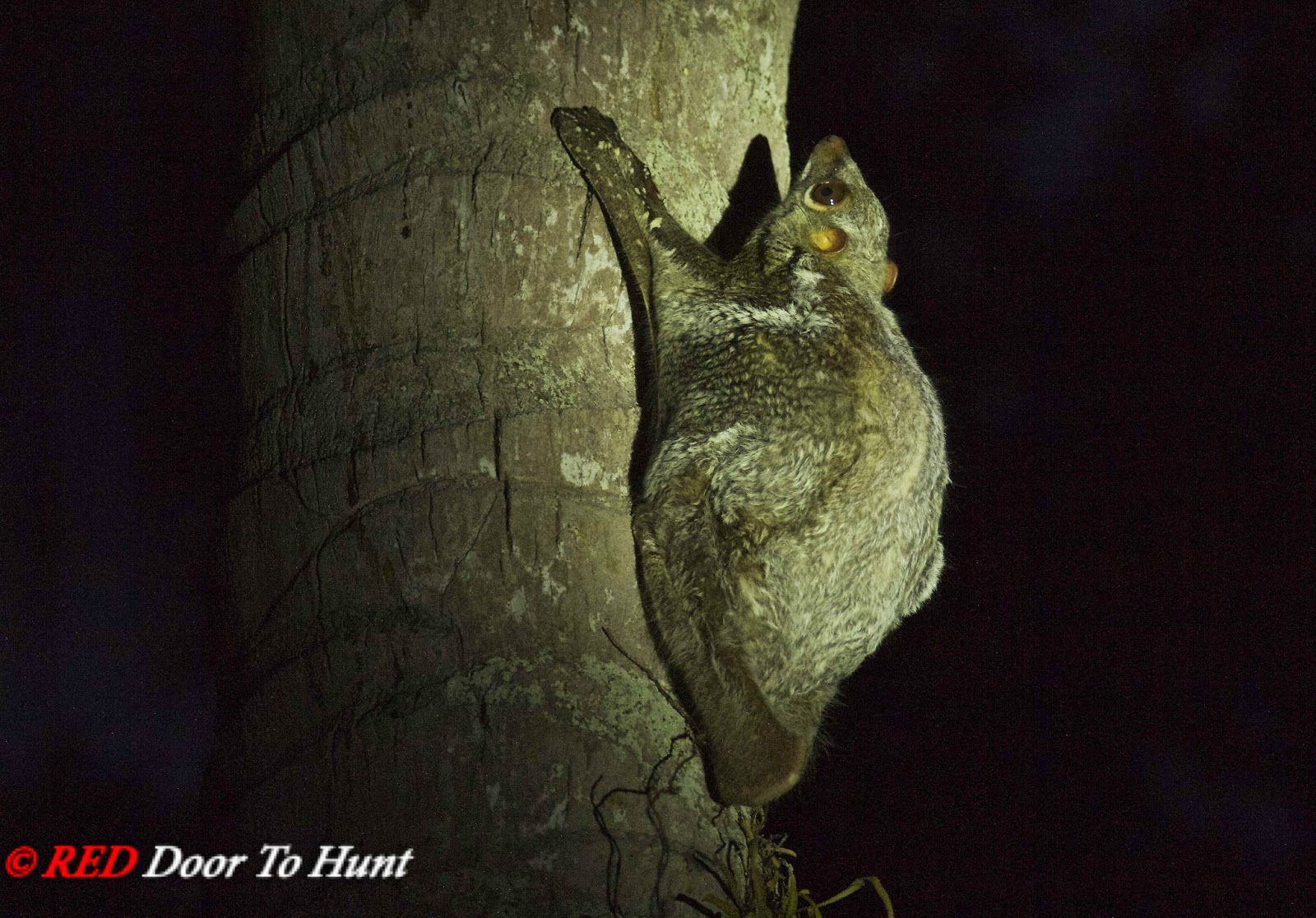 RED Door To Hunt: Kubung~Cynocephalus variegatus ( Colugo or Flying Lemur )