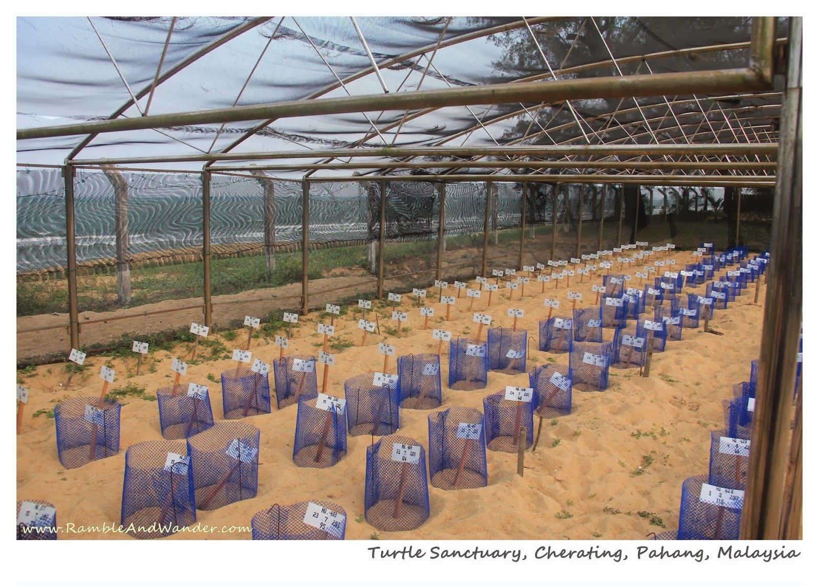 Malaysia: Turtle Sanctuary in Cherating, Pahang - Ramble and Wander