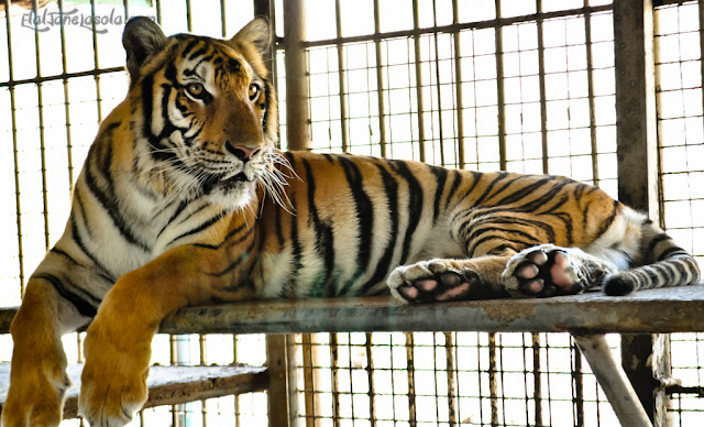 Elal Lasola Travel & Photography: Subic | Zoobic Safari