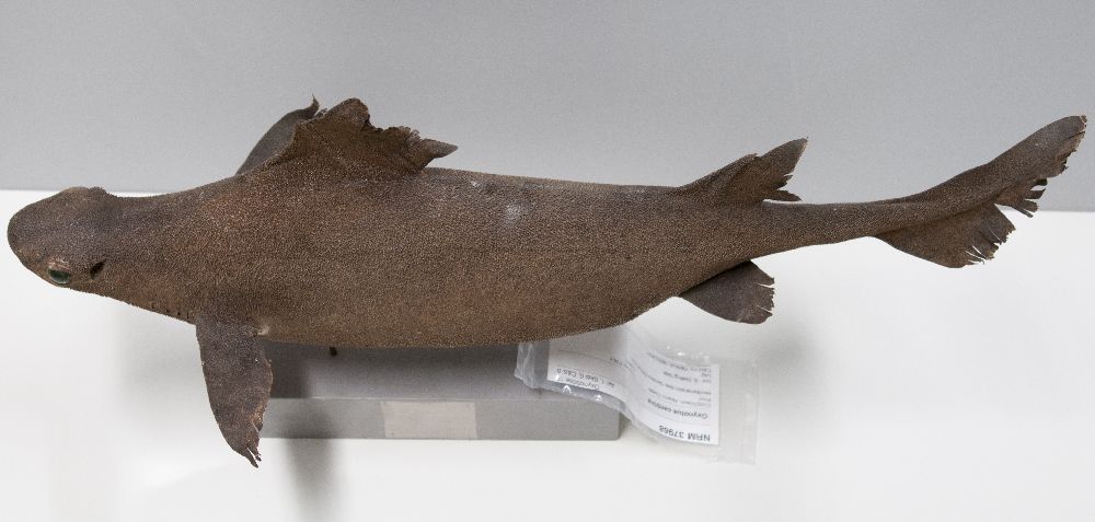 Artes de Pesca: VAMOS A PESCAR CERDO MARINO