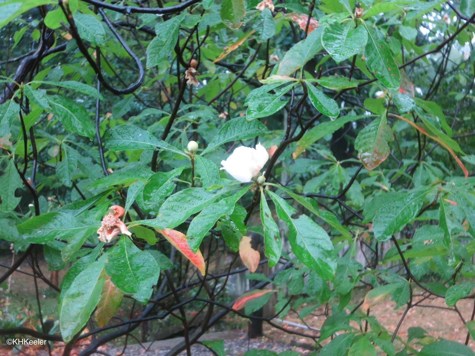 A Wandering Botanist: Plant Story--Franklinia, the extinct American ...