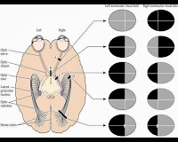 Dr. Danilo Antonio Castillo G.: Escotomas